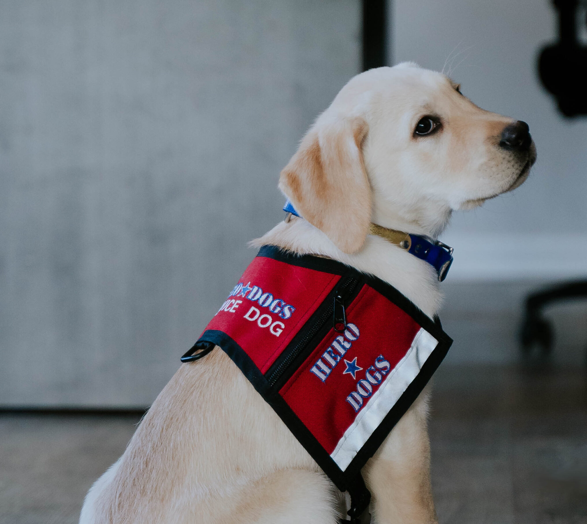 Meet Cassie Our Hero Dog - Phillips Charitable Foundation